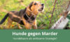 Helfen Hundehaare Gegen Marder