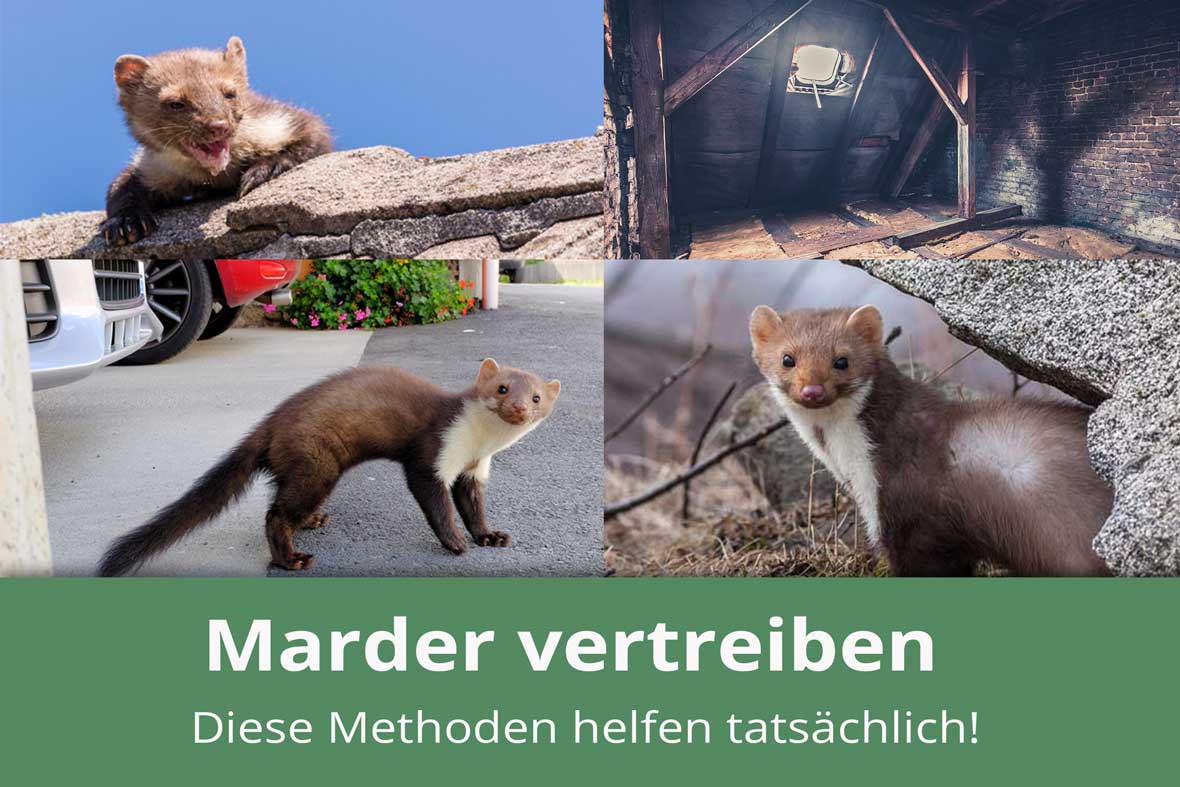 Den Marder vertreiben » Alles was wirklich hilft sowie Tipps & Infos