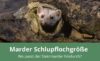 Durch Welchen Spalt Passt Ein Marder