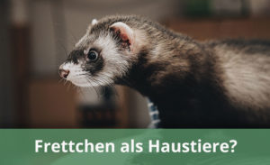 Das Frettchen als Haustier » Infos & Tipps